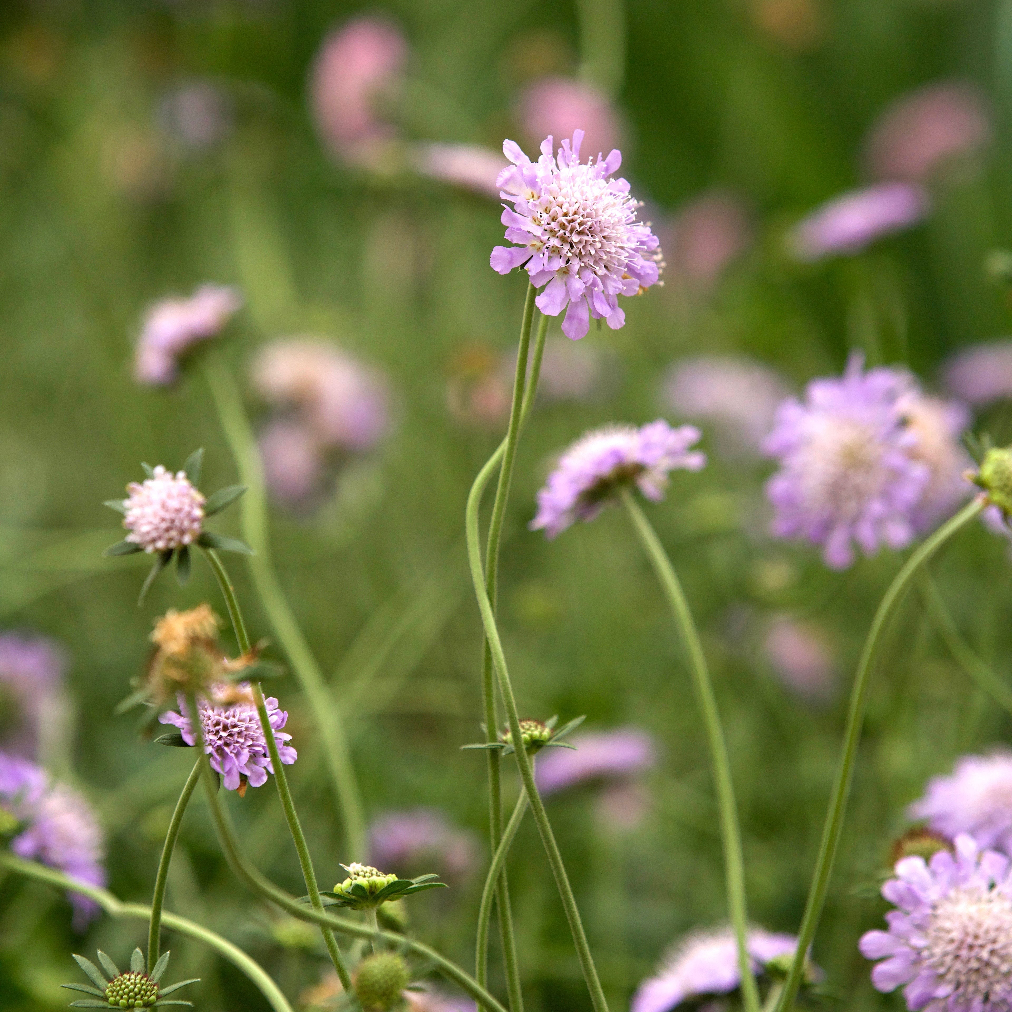 Scabiosa Columbaria Pink Mist ~ Pink Mist Pincushion Flower