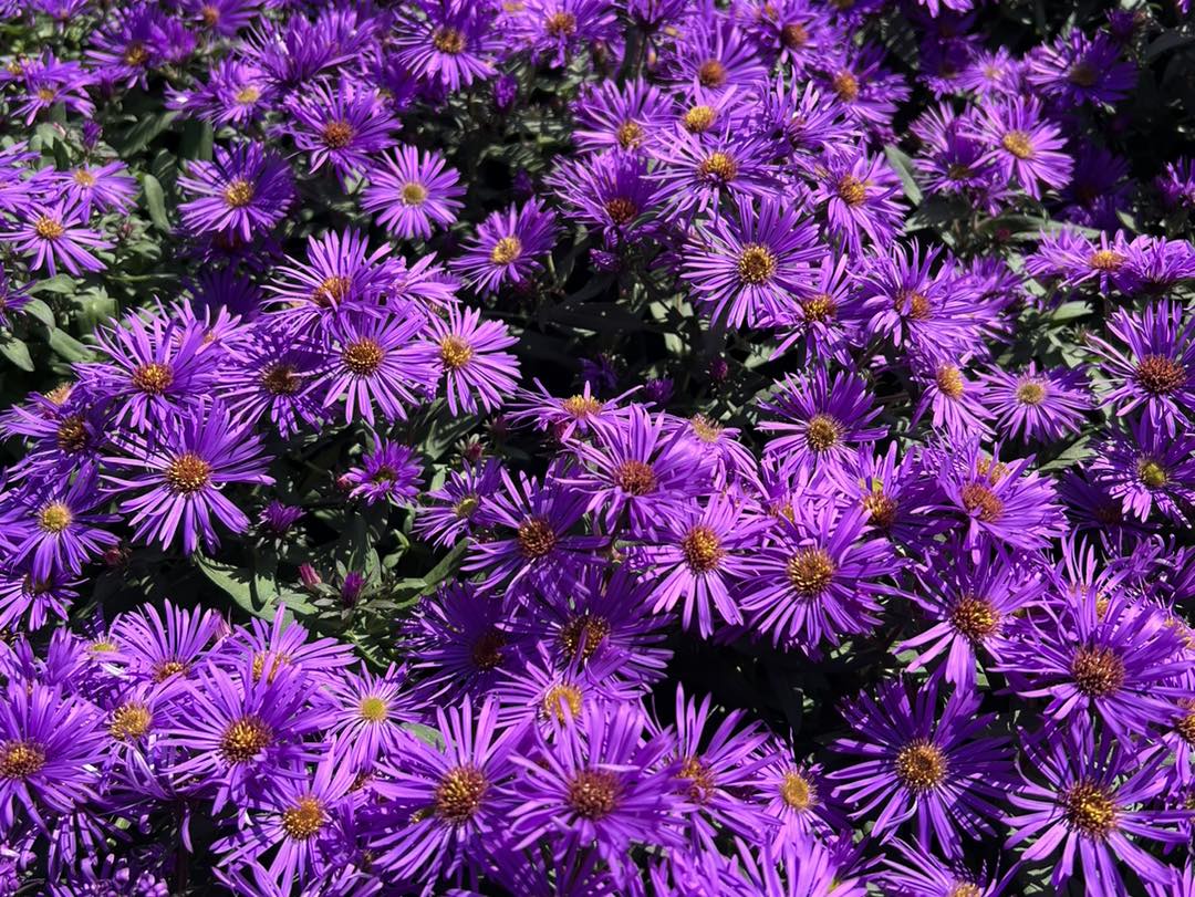 Perennials – Riverbend Nursery