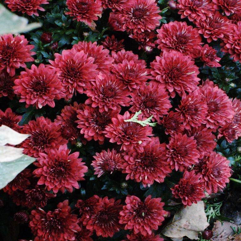 Chrysanthemum x morifolium 'Arluno Red' ~ Belgian Mum® Arluno Red Mum ...
