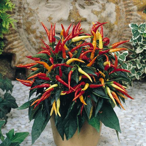Capsicum annuum 'Medusa' ~ Medusa Ornamental Pepper – Riverbend Nursery